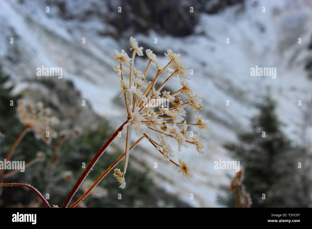 Frozen Flower in the German Alps Stock Photo - Alamy