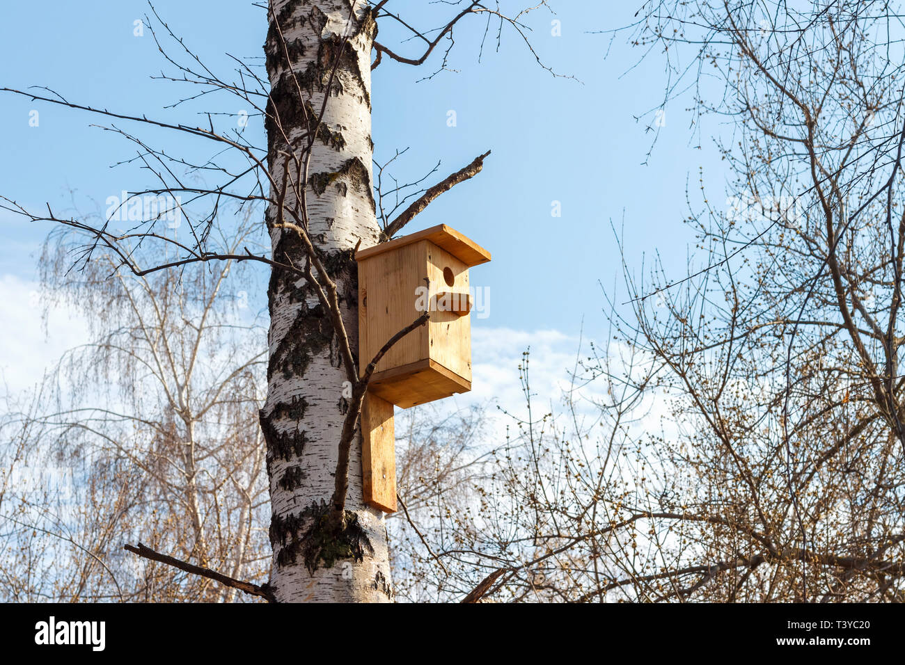 Nesting box on birch tree in spring Stock Photo - Alamy