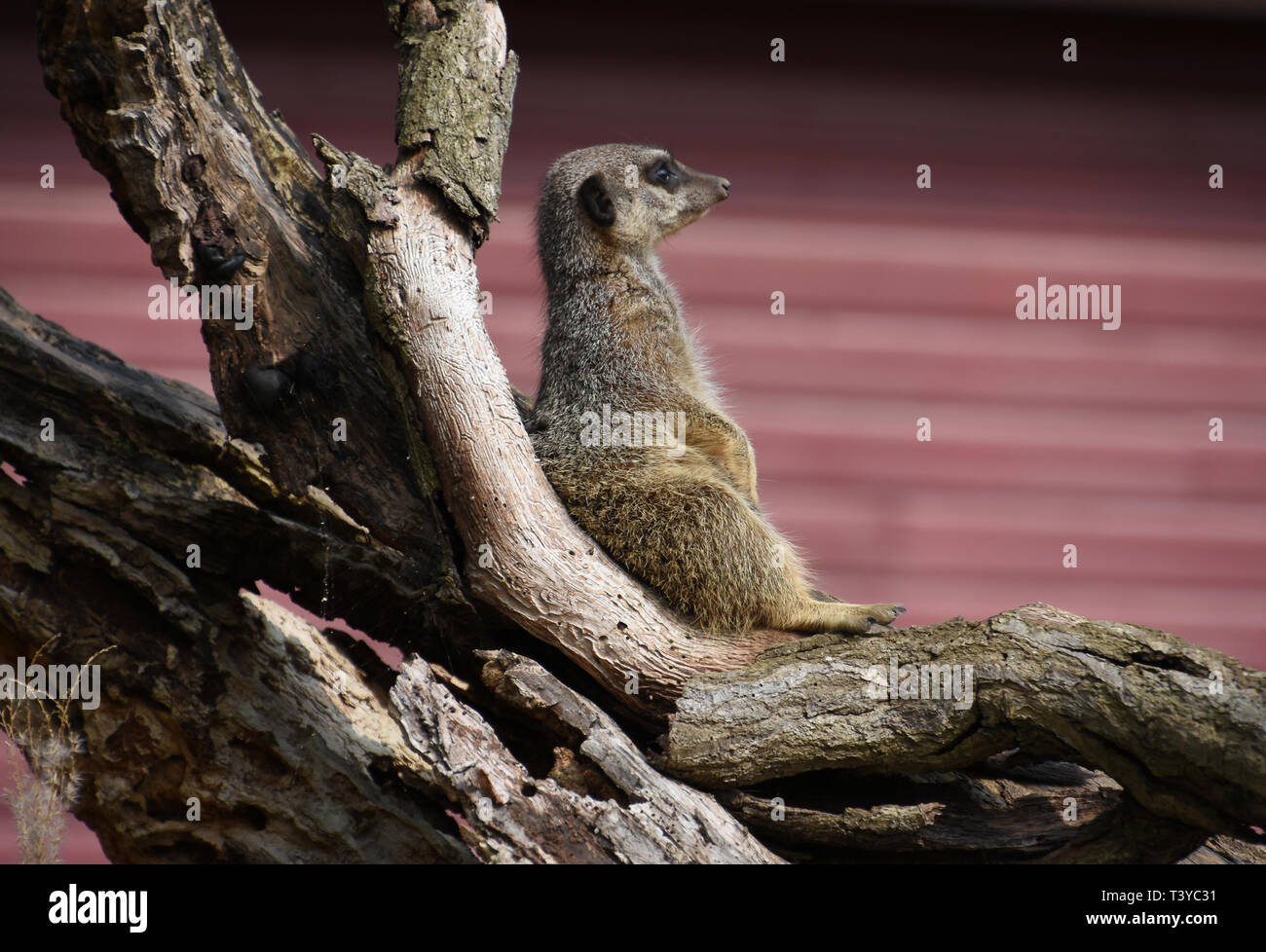 Marwell hampshire hi-res stock photography and images - Alamy