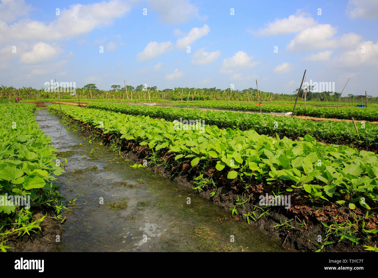Floating farms in the coastal districts of Pirojpur have been ...