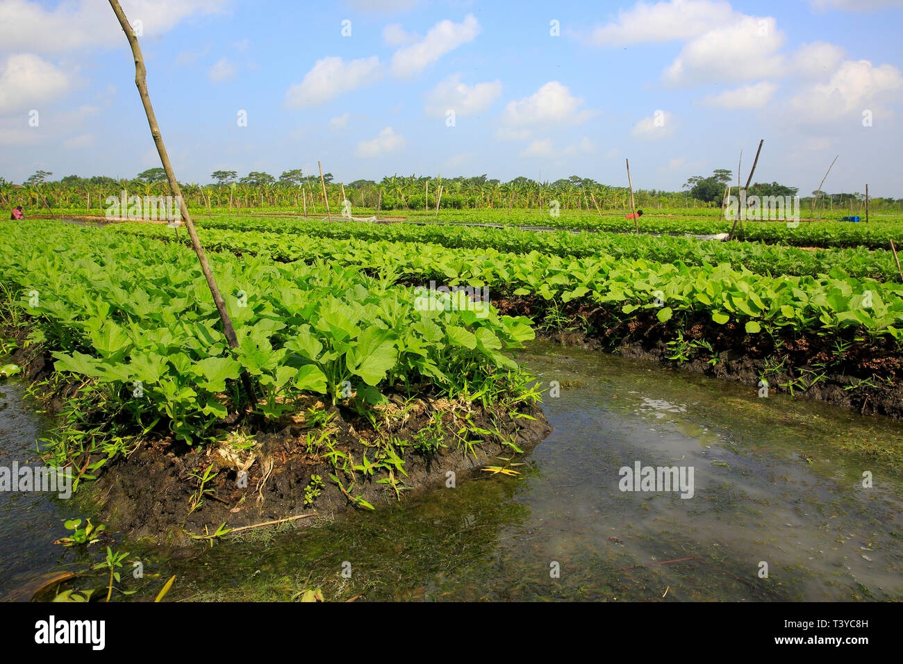 Floating farms in the coastal districts of Pirojpur have been ...