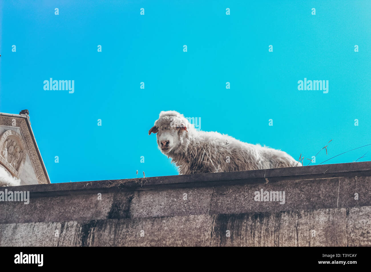 The funny sheep bottom view, Batumi, Georgia Stock Photo - Alamy