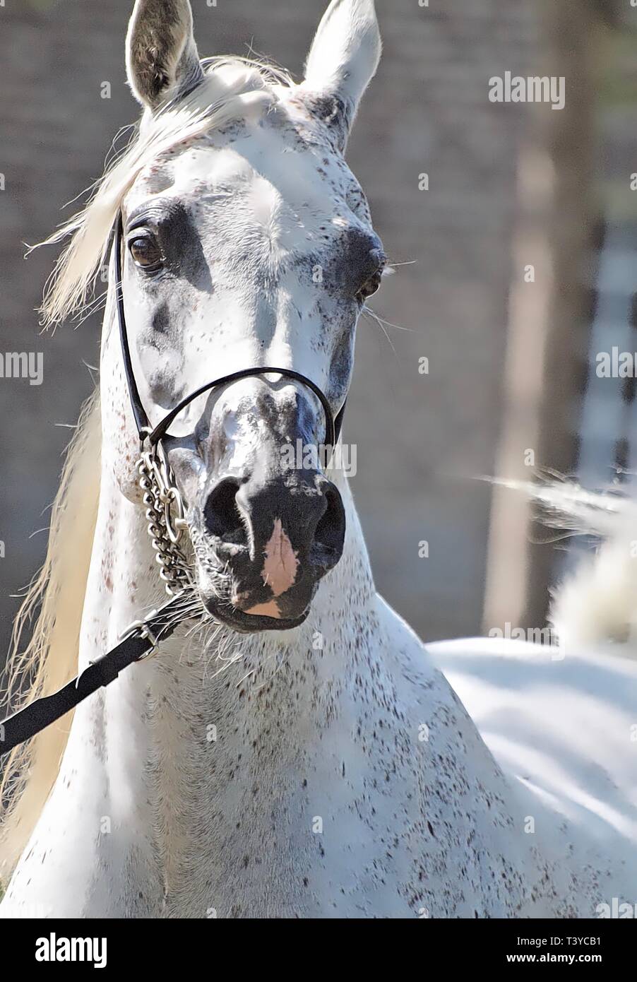 Beautiful egyptian arabian horse at a show Stock Photo - Alamy