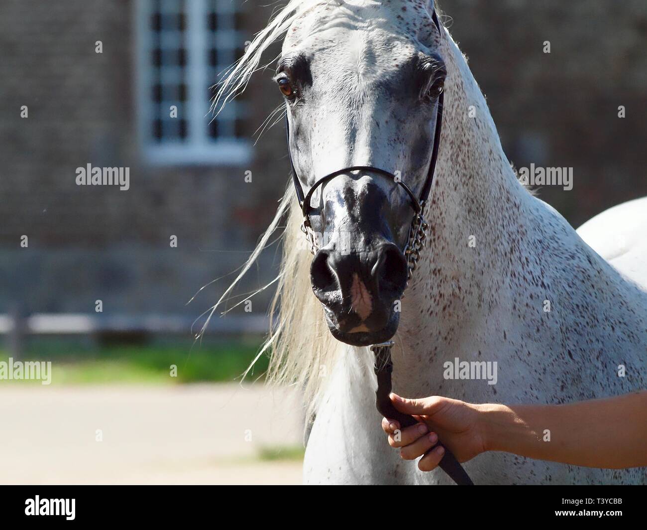 Horses showing emotion hi-res stock photography and images - Alamy