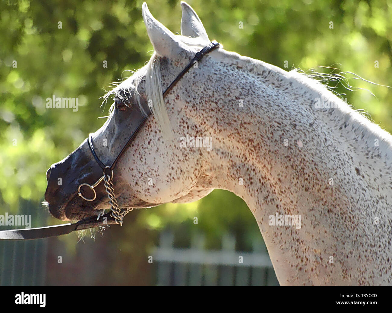 Beautiful egyptian arabian horse at a show Stock Photo - Alamy