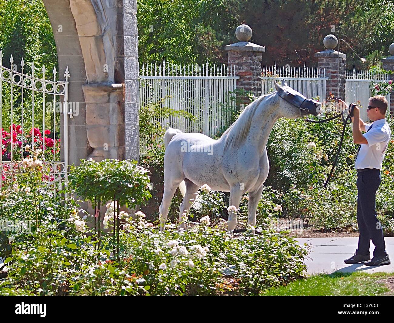 Beautiful egyptian arabian horse at a show Stock Photo - Alamy