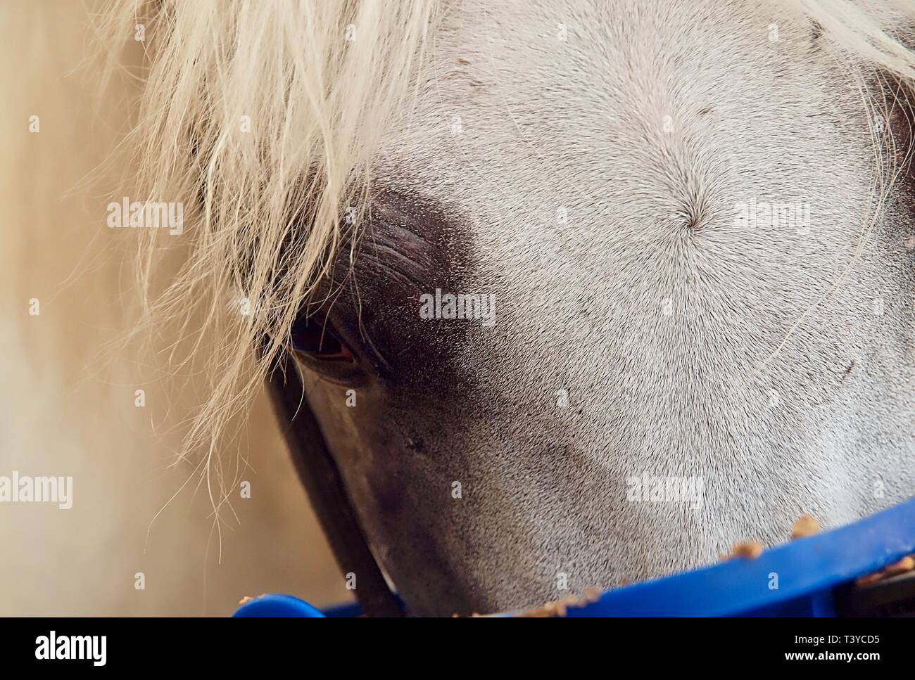 Egyptian mare hi-res stock photography and images - Alamy