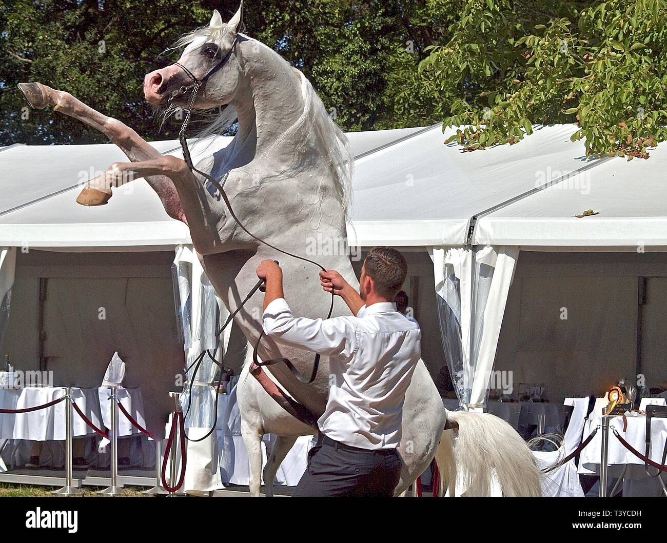 Beautiful rising egyptian arabian horse at a show Stock Photo - Alamy