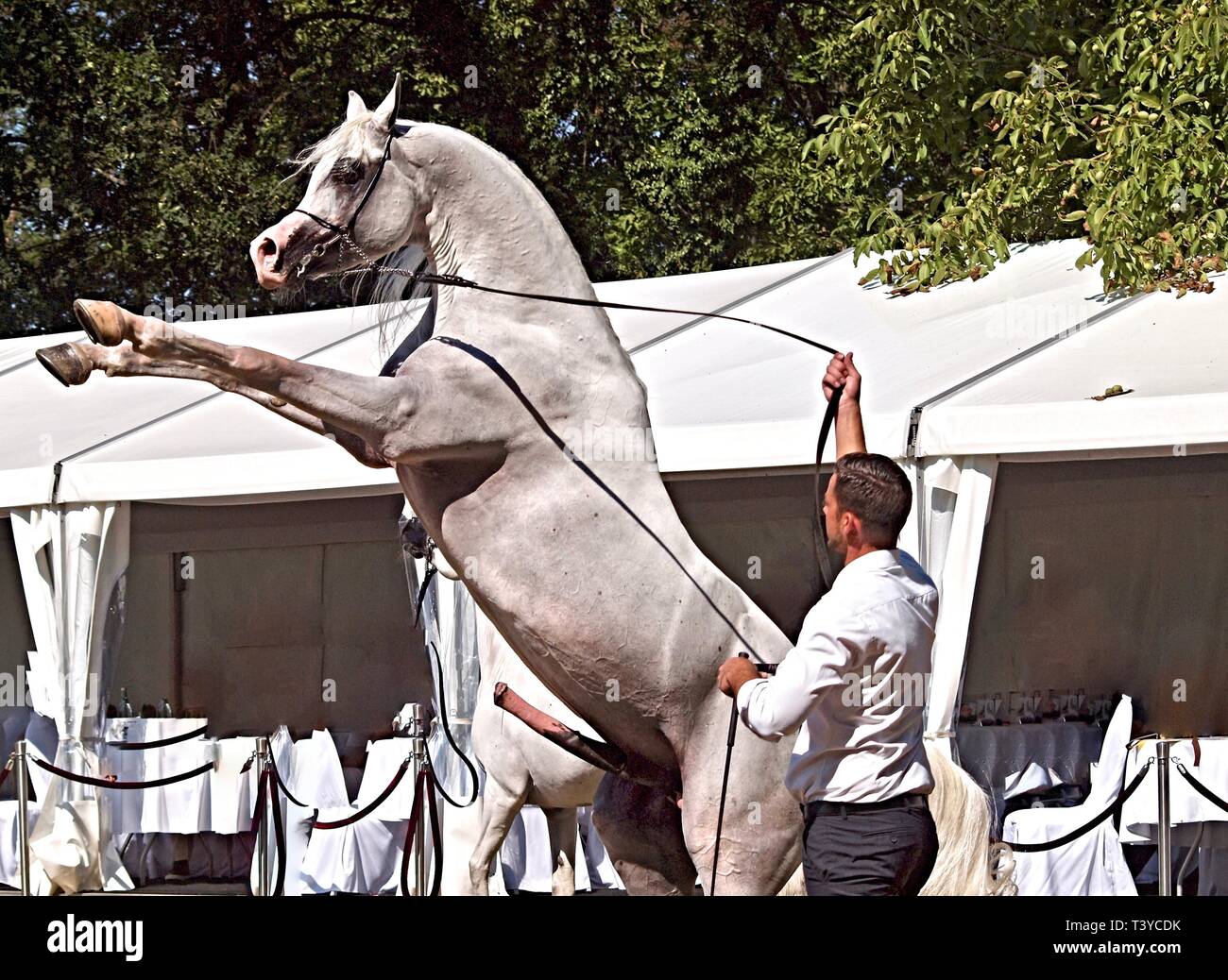 Beautiful rising egyptian arabian horse at a show Stock Photo - Alamy