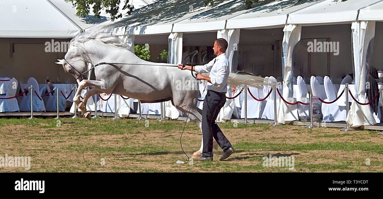 Beautiful egyptian arabian horse at a show Stock Photo - Alamy