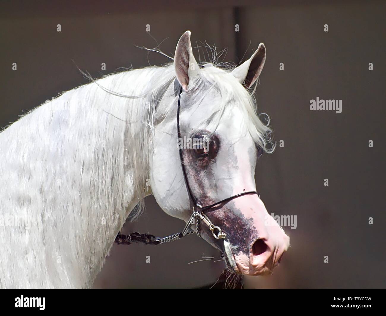 Horses showing emotion hi-res stock photography and images - Alamy