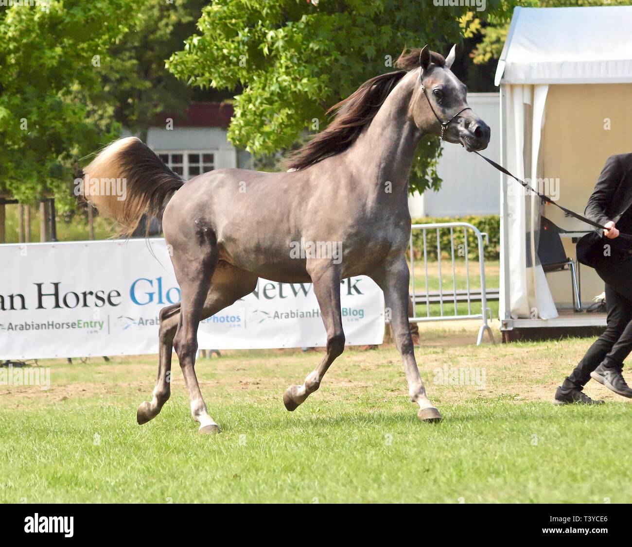 Horses showing emotion hi-res stock photography and images - Alamy