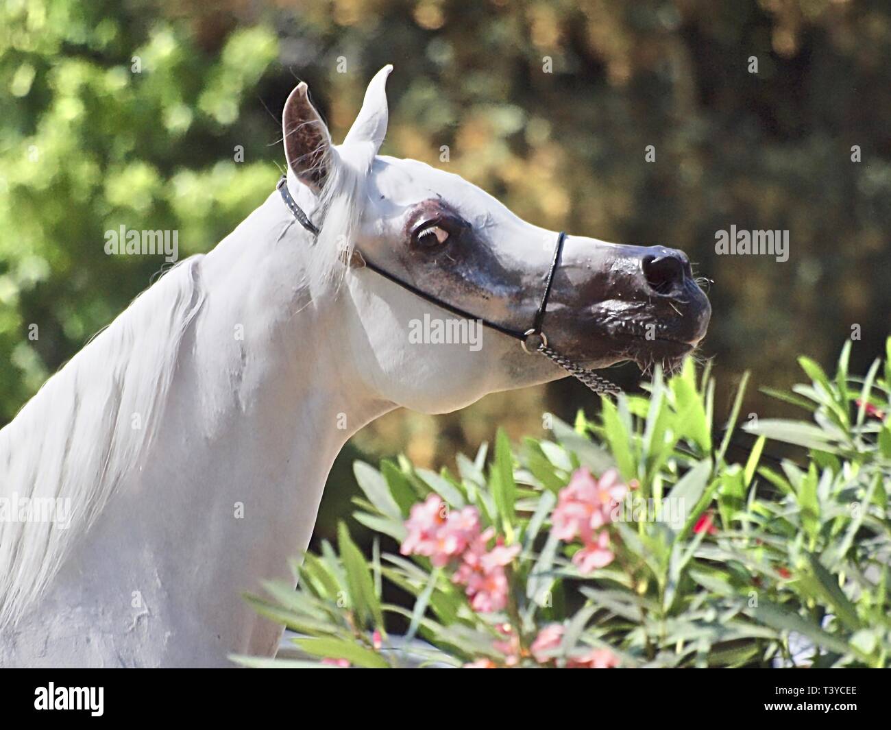 Egyptian arabian horse hi-res stock photography and images - Alamy