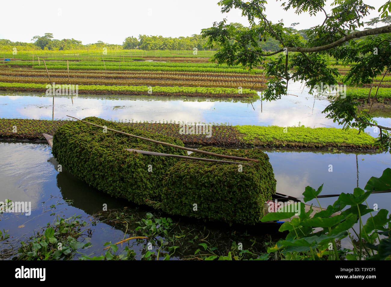 Floating farms in the coastal districts of Pirojpur have been ...