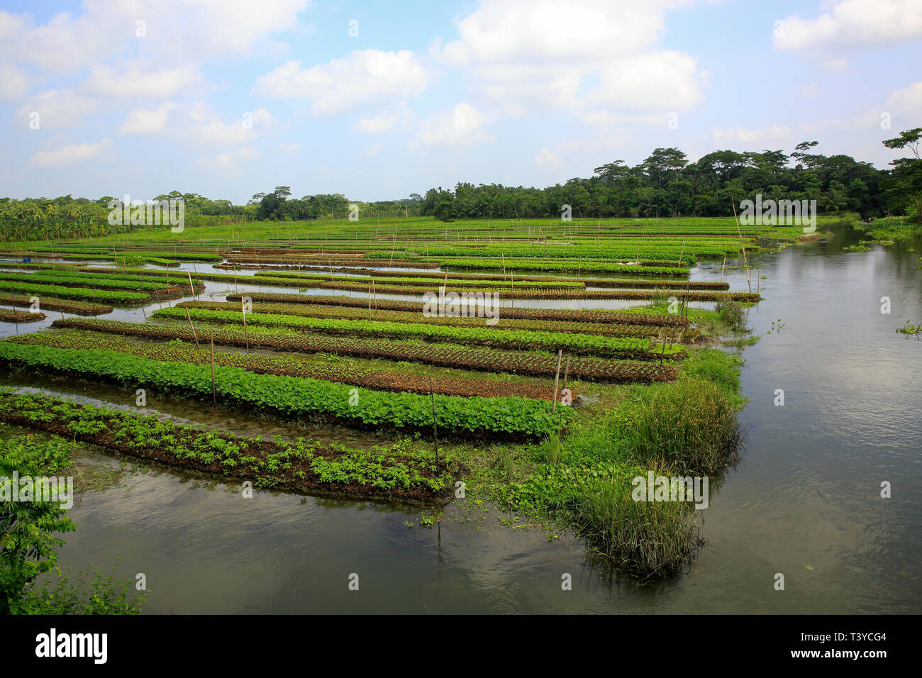 Floating farms in the coastal districts of Pirojpur have been ...