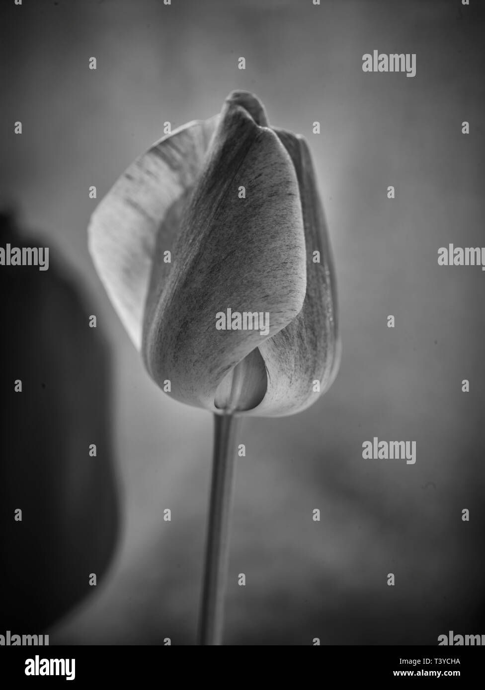 Tulip flower nature portrait Stock Photo - Alamy