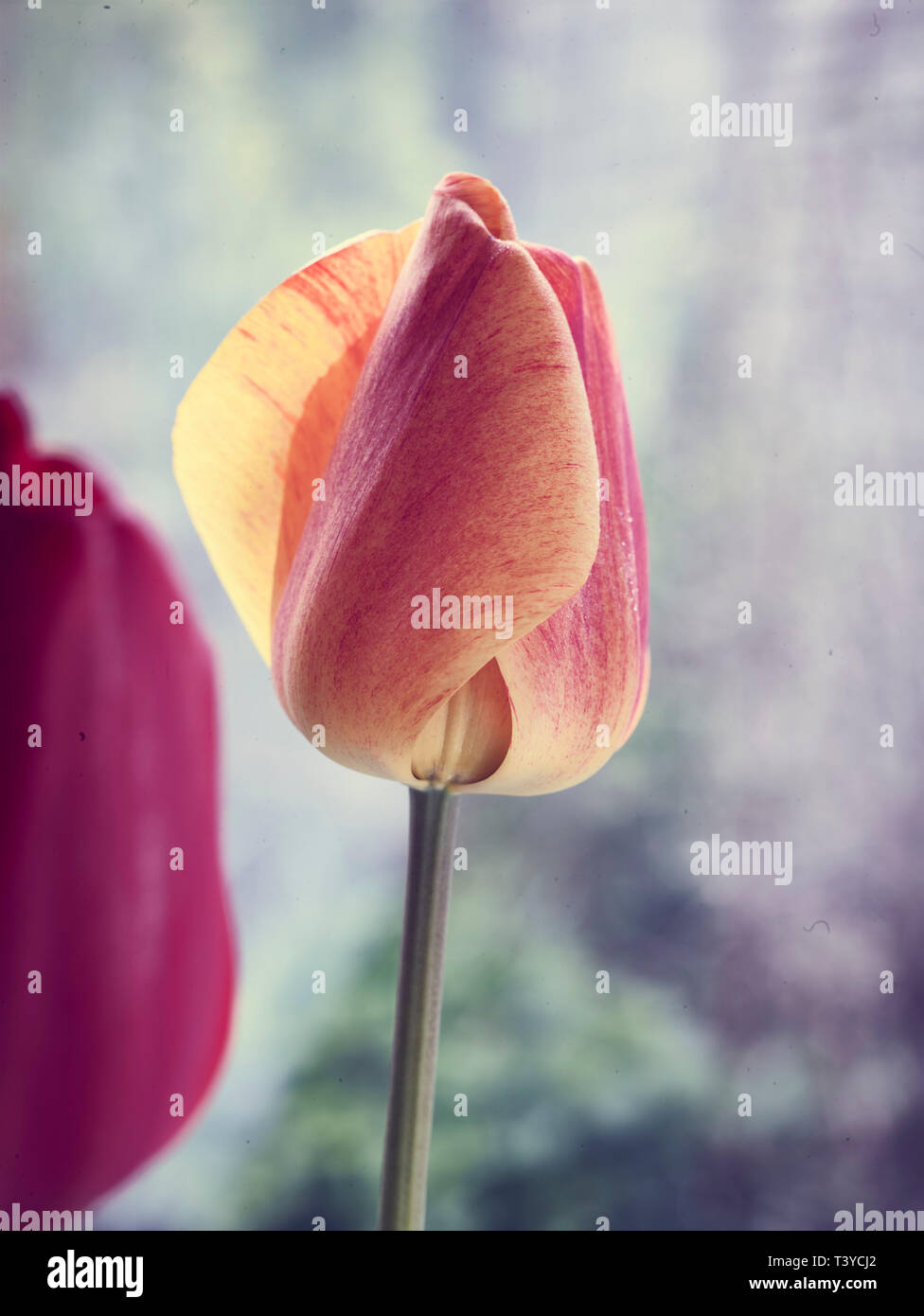 Sense tulips hi-res stock photography and images - Alamy
