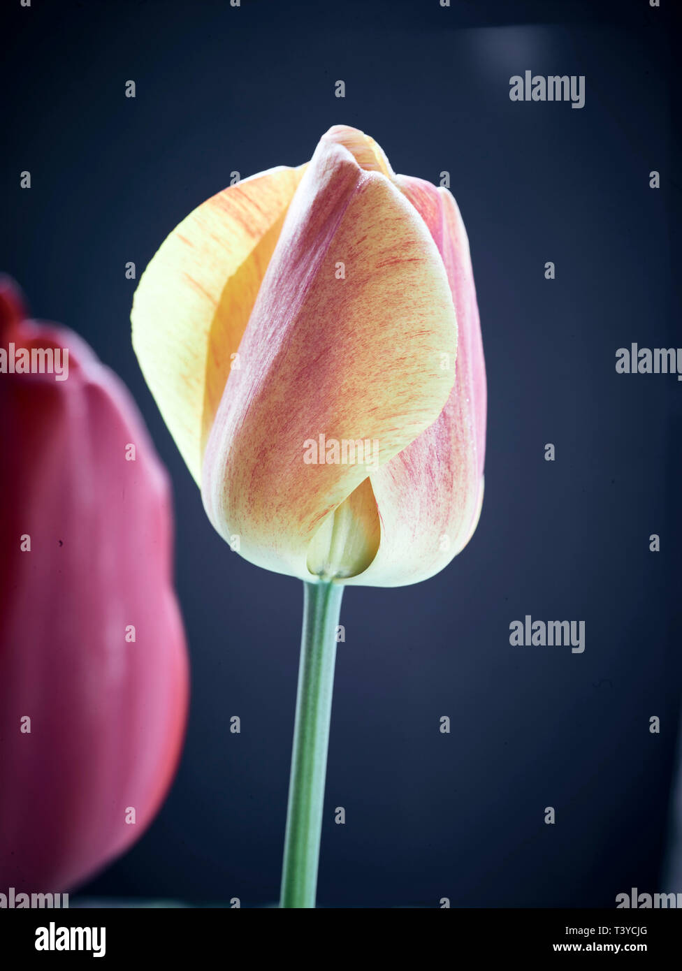 Tulip flower nature portrait Stock Photo - Alamy