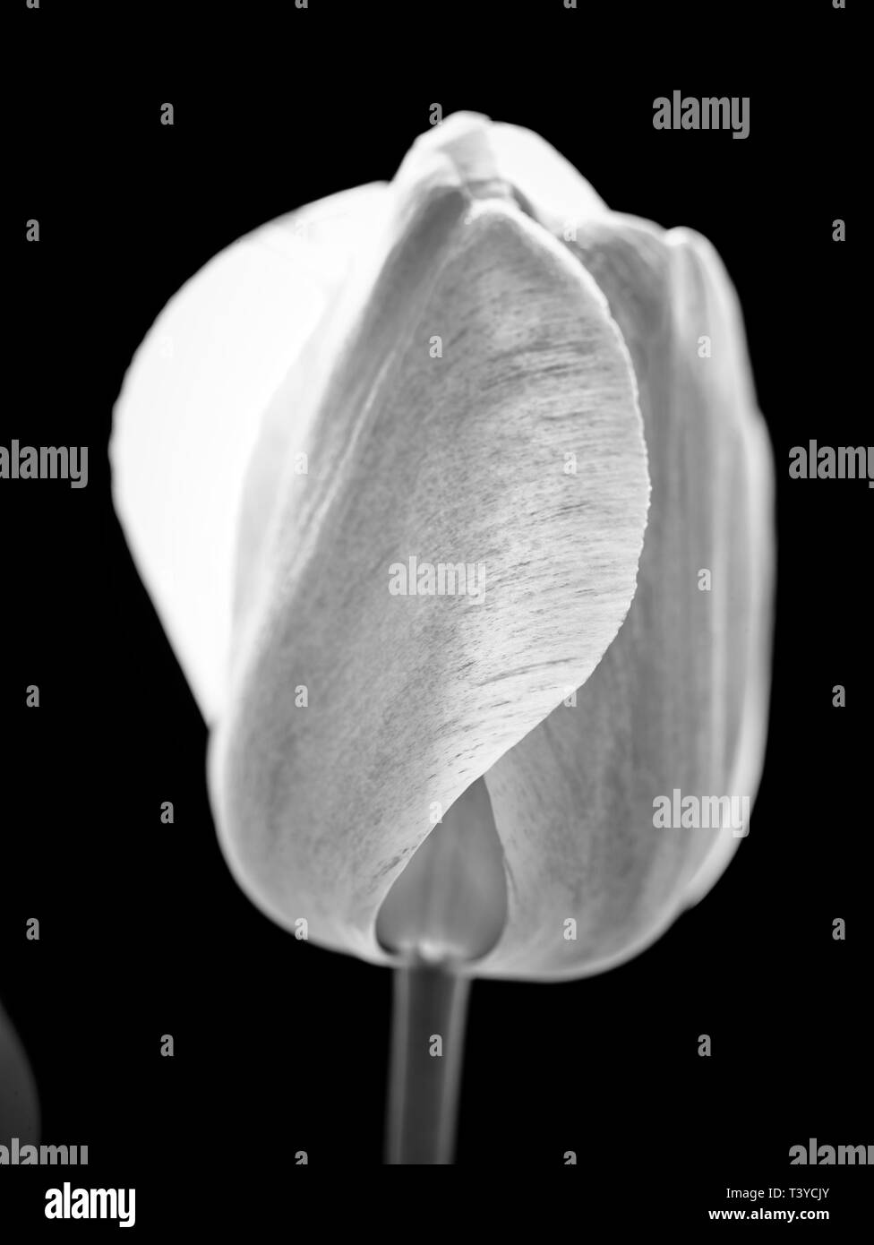 Tulip flower nature portrait Stock Photo - Alamy