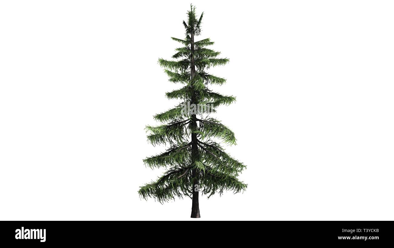 Alaska Cedar tree - isolated on white background Stock Photo - Alamy