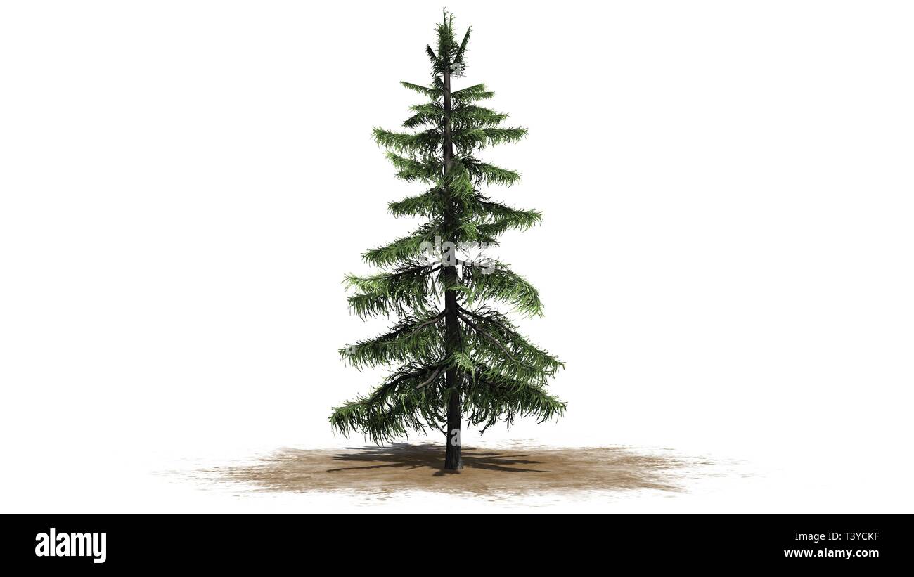 Alaska Cedar tree - isolated on white background Stock Photo - Alamy