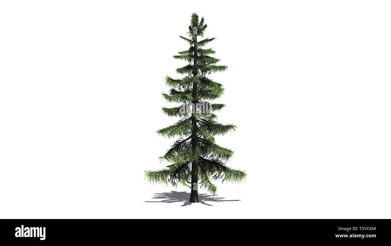 Alaska Cedar tree - isolated on white background Stock Photo - Alamy