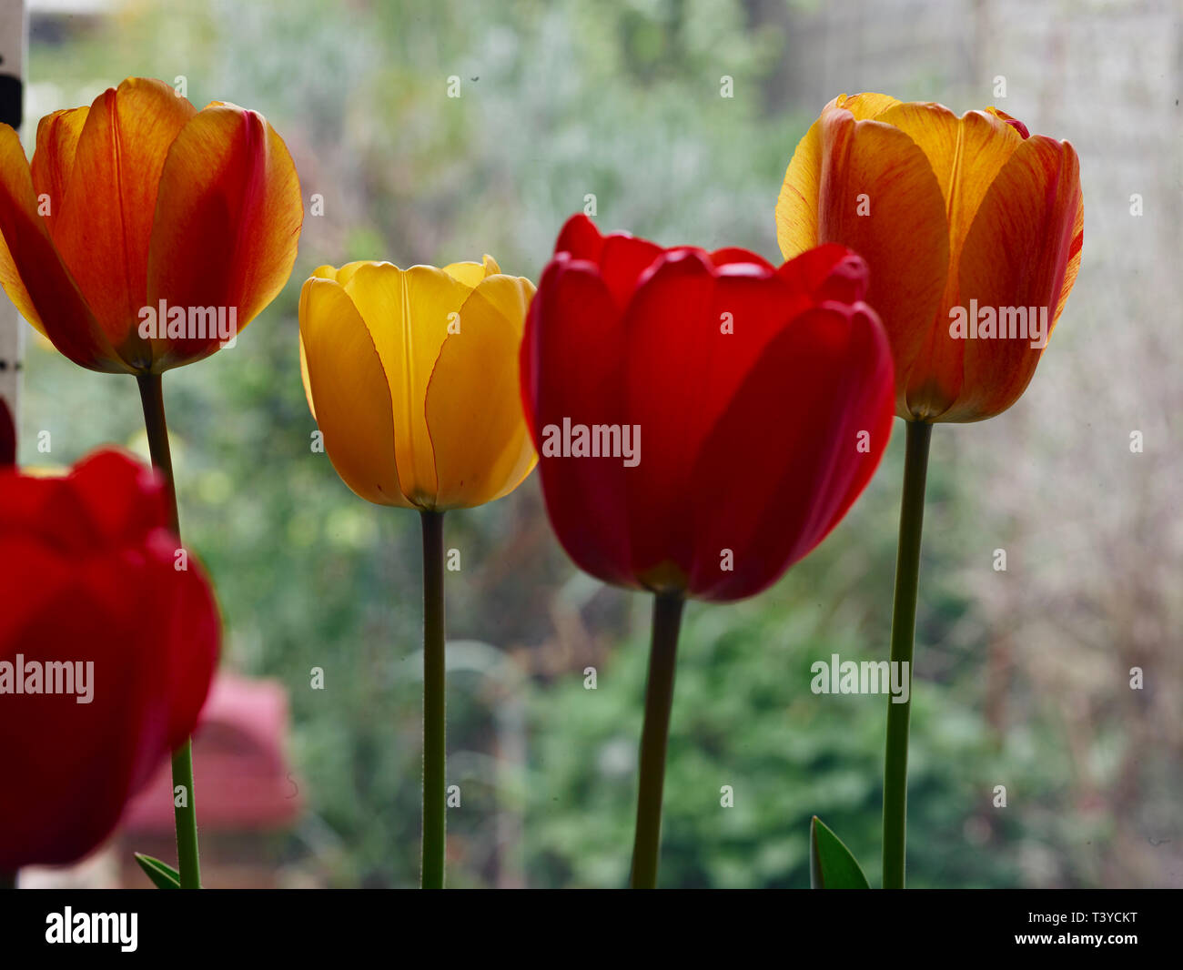 Tulip flower nature portrait Stock Photo - Alamy