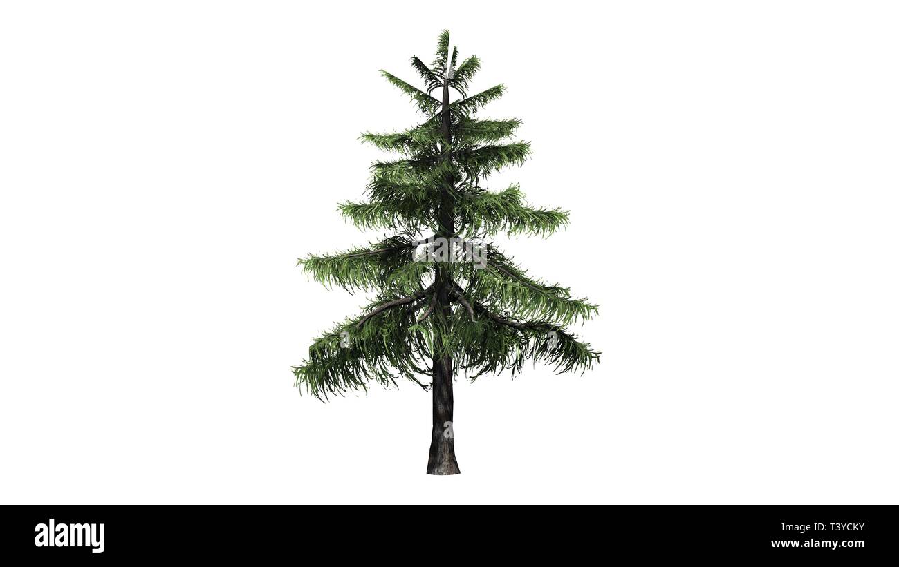 Alaska Cedar tree - isolated on white background Stock Photo - Alamy