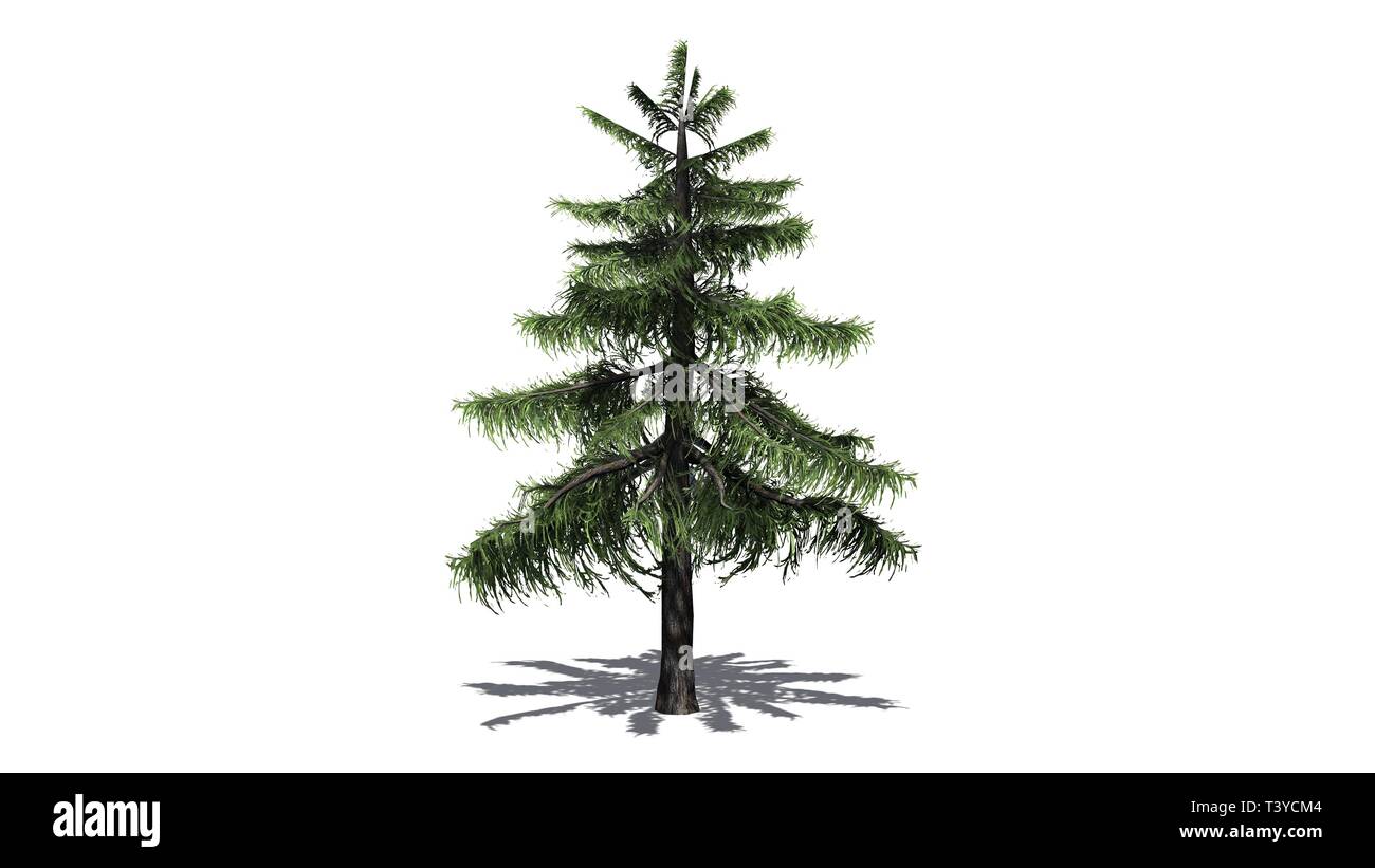 Cedar tree lebanon Cut Out Stock Images & Pictures - Alamy