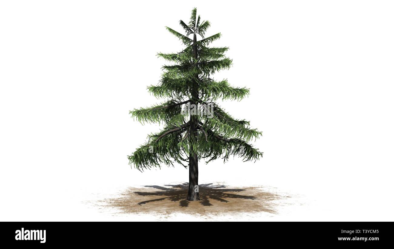 Alaska Cedar tree - isolated on white background Stock Photo - Alamy
