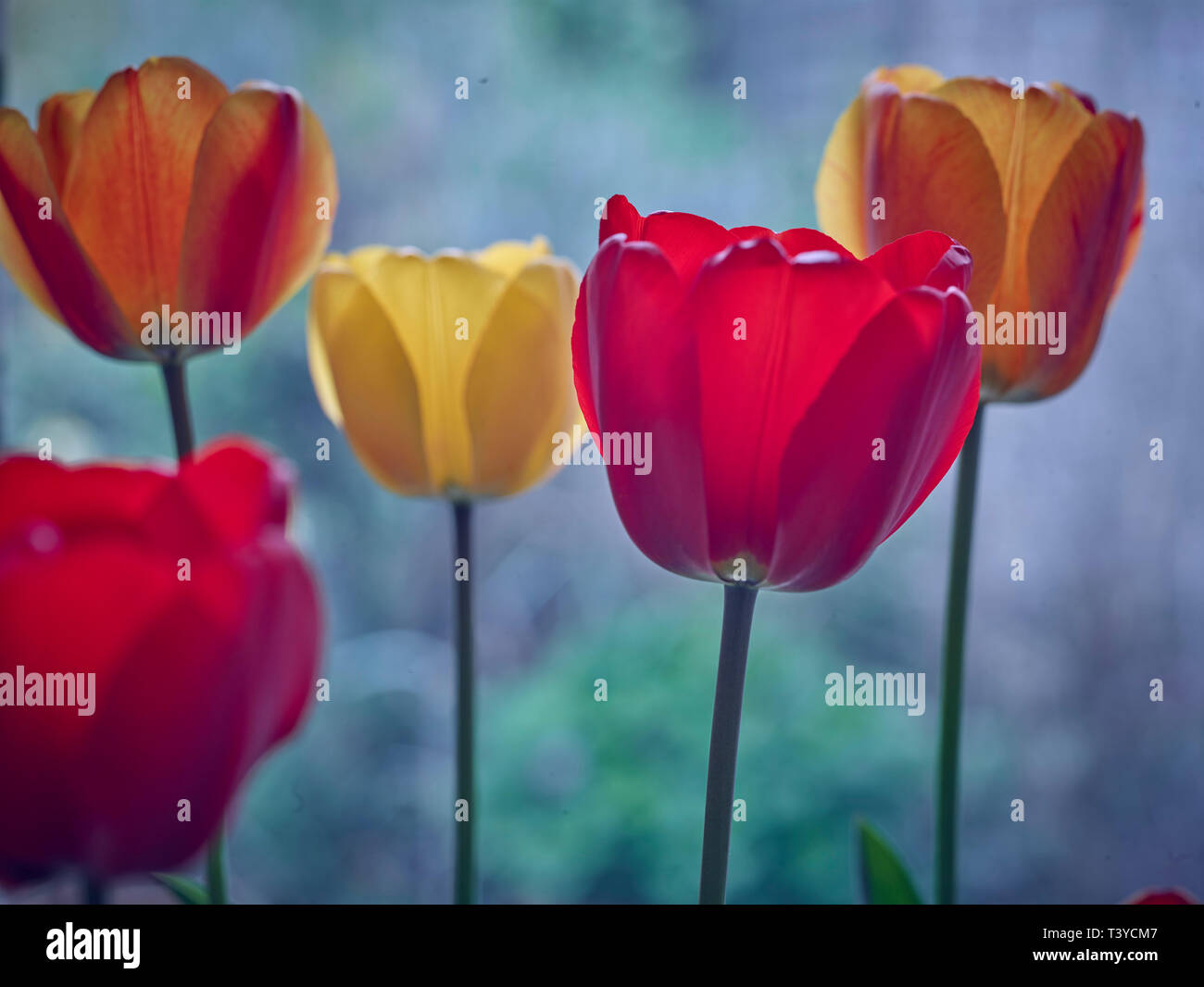 Tulip flower nature portrait Stock Photo - Alamy