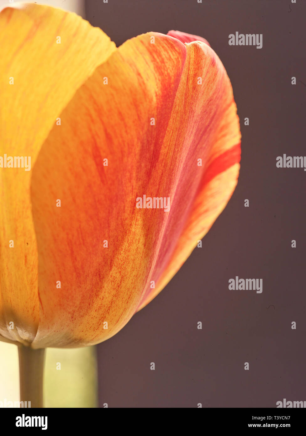 Tulip flower nature portrait Stock Photo - Alamy