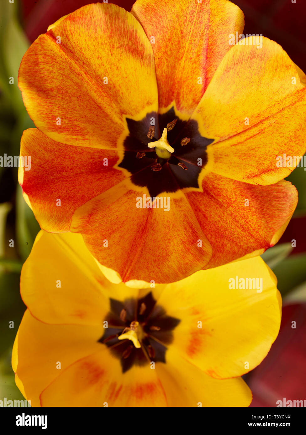 Tulip flower nature portrait Stock Photo - Alamy