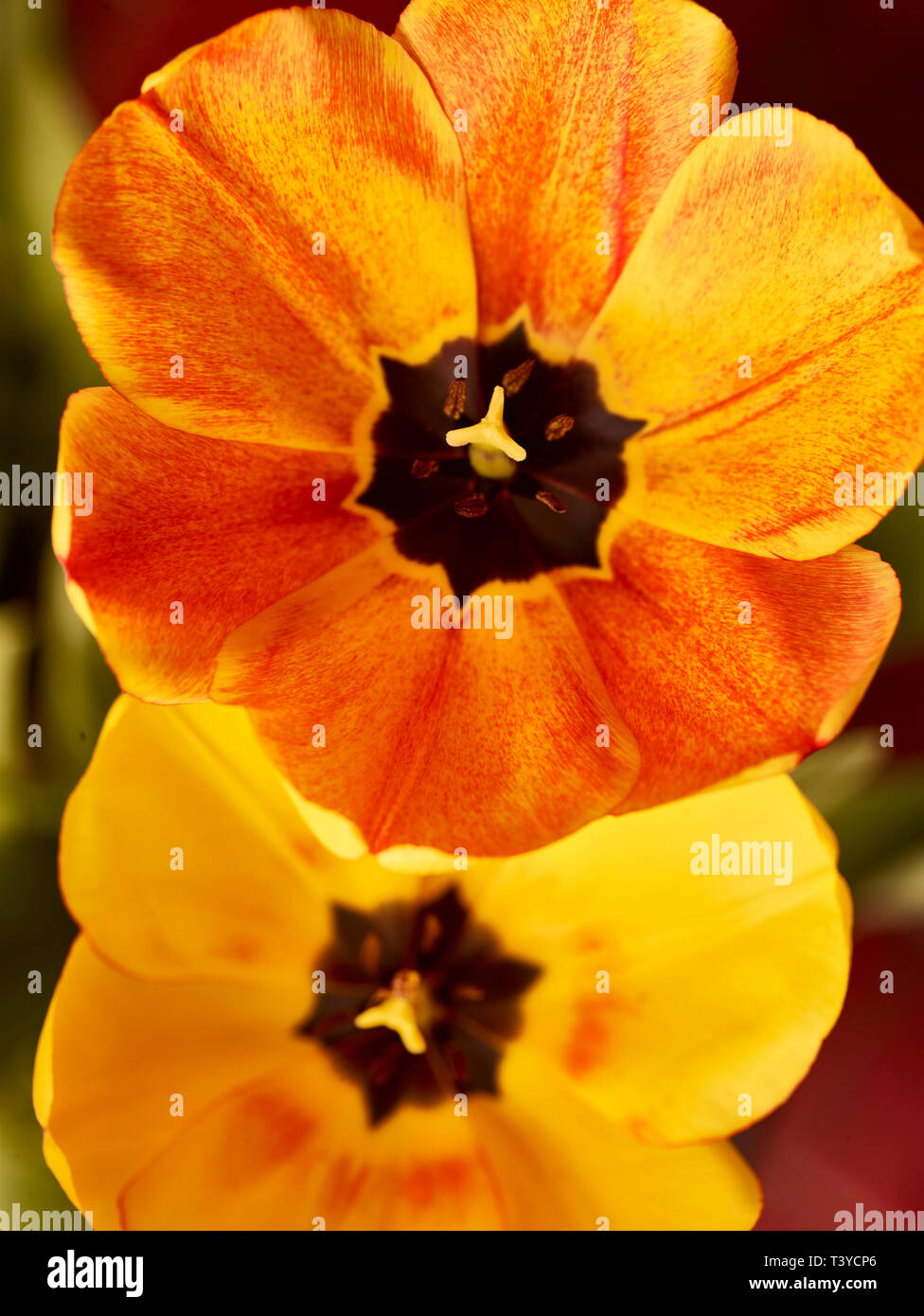 Tulip flower nature portrait Stock Photo - Alamy