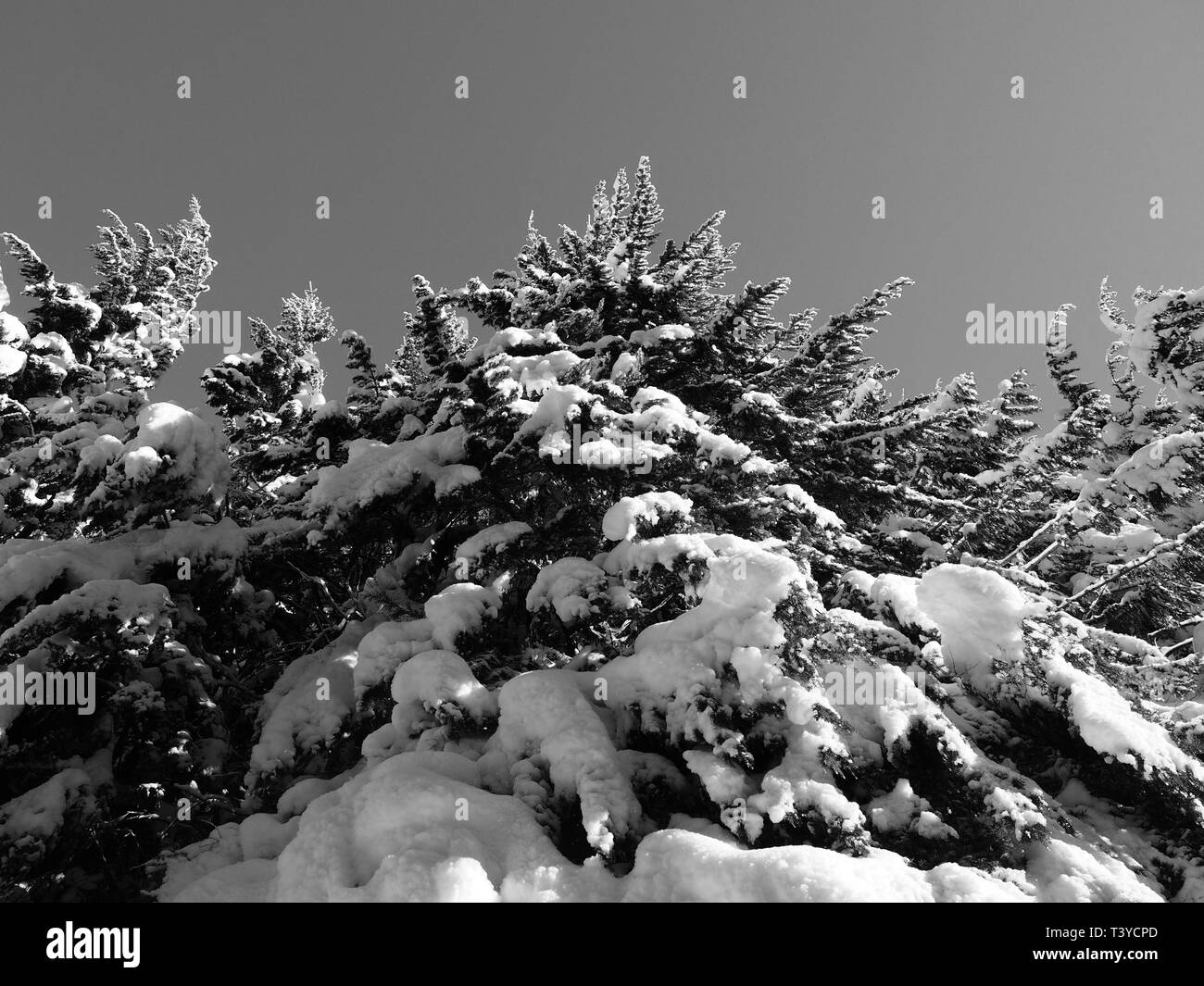 Evergreen tree pacific northwest hi-res stock photography and images ...