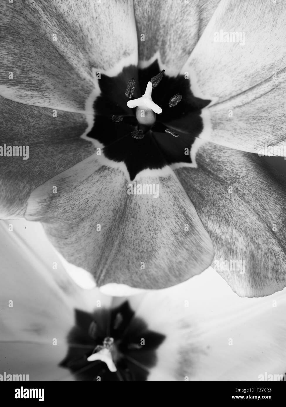 Tulip flower nature portrait Stock Photo - Alamy