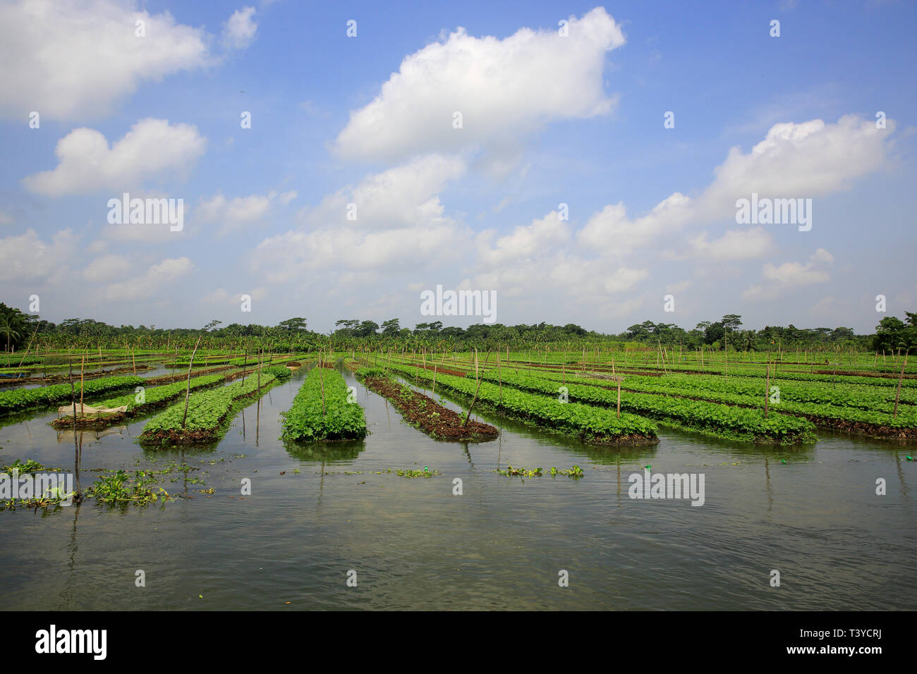 Floating farms in the coastal districts of Pirojpur have been ...