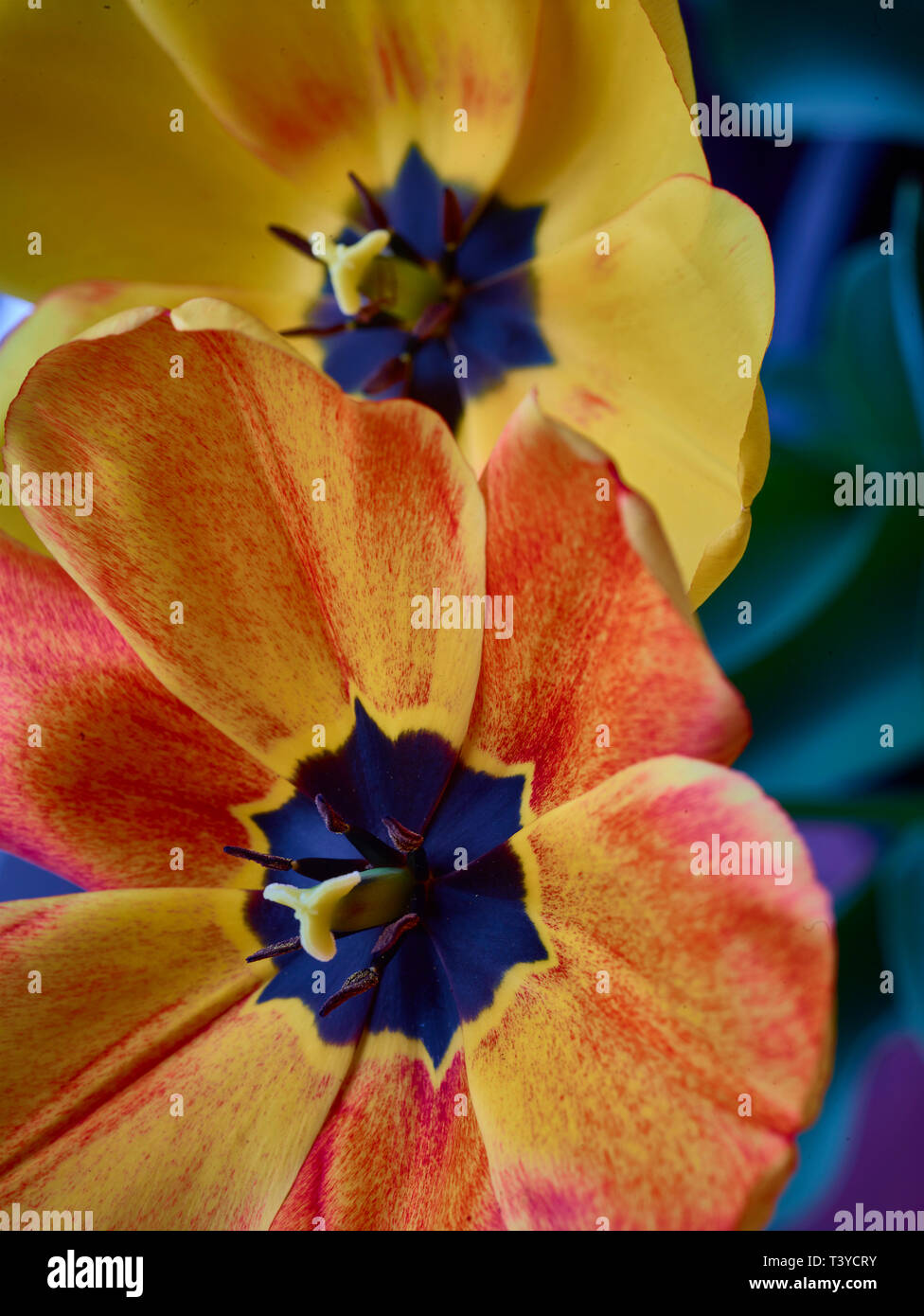 Tulip flower nature portrait Stock Photo - Alamy