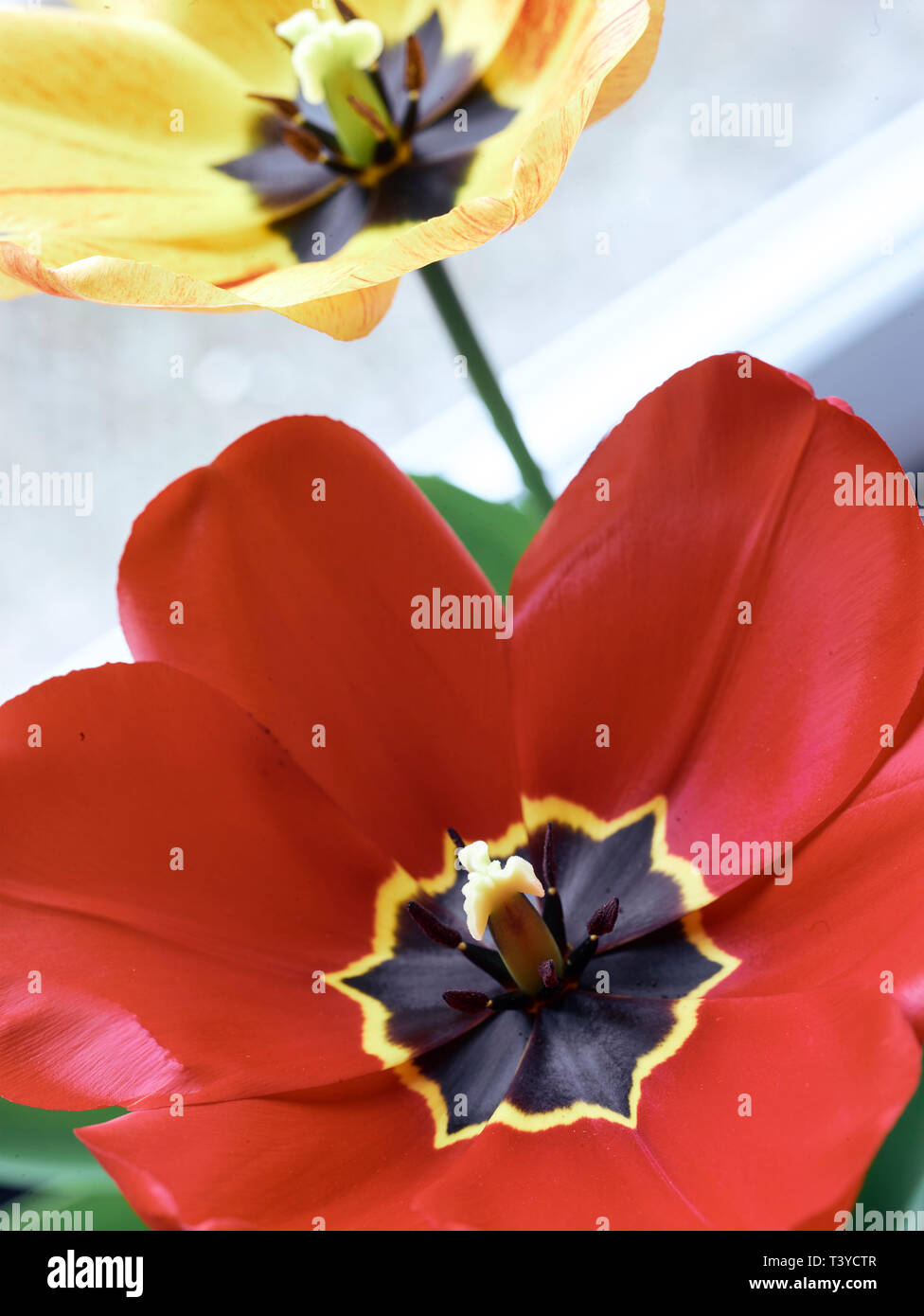 Tulip flower nature portrait Stock Photo - Alamy