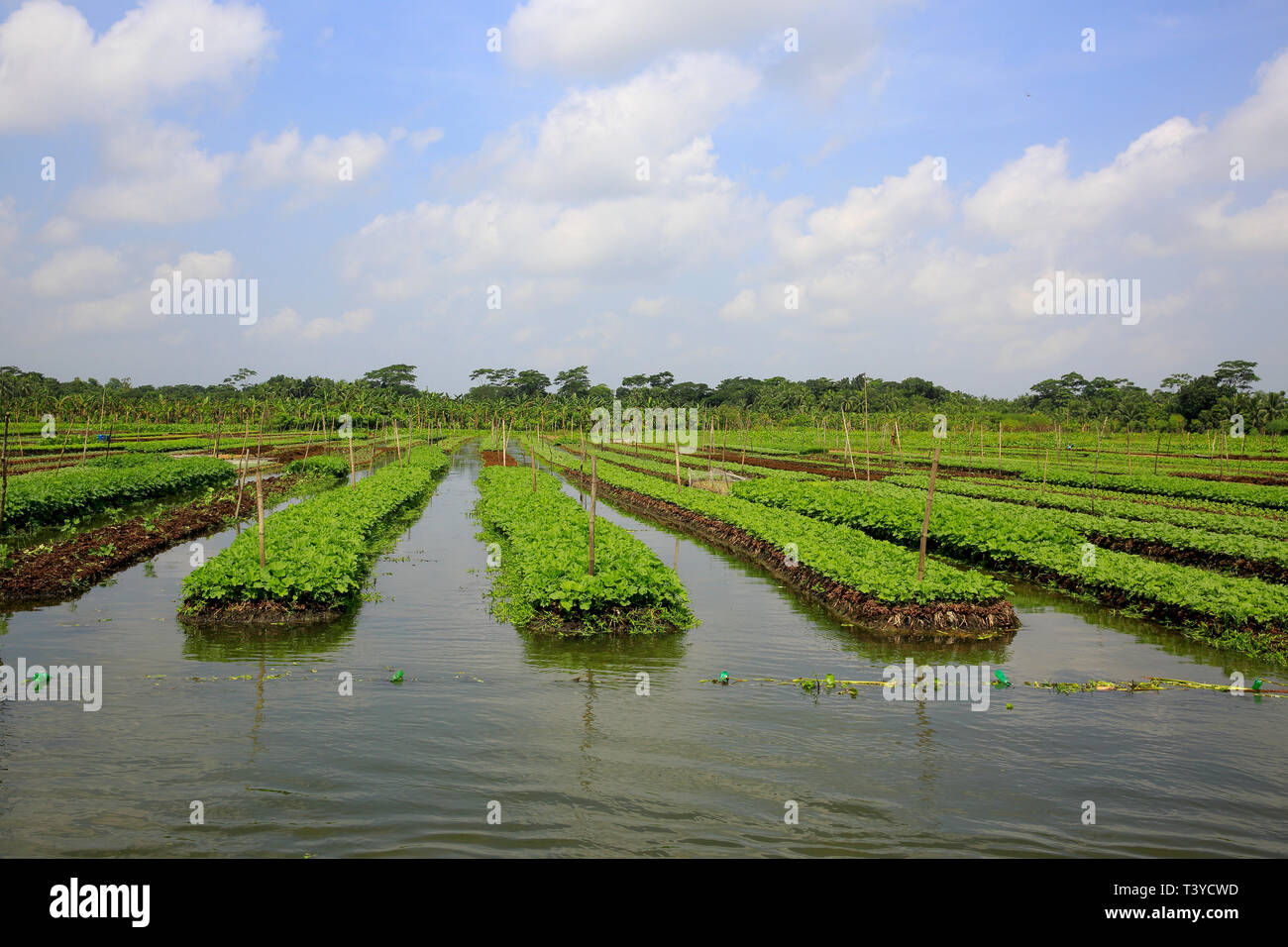 Floating farms in the coastal districts of Pirojpur have been ...