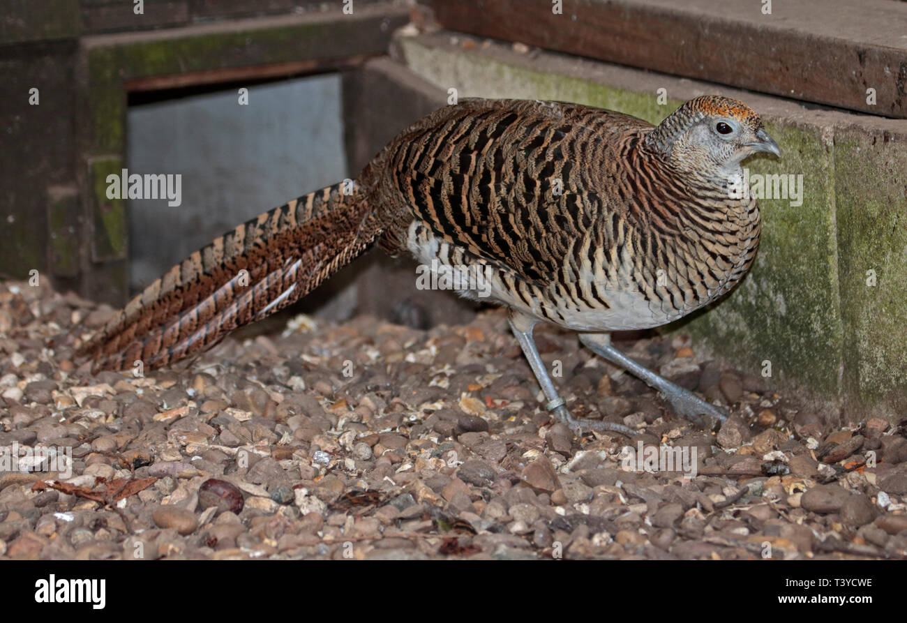 Lady Amherst's Pheasant (chrysolophus amherstiae) female Stock Photo ...