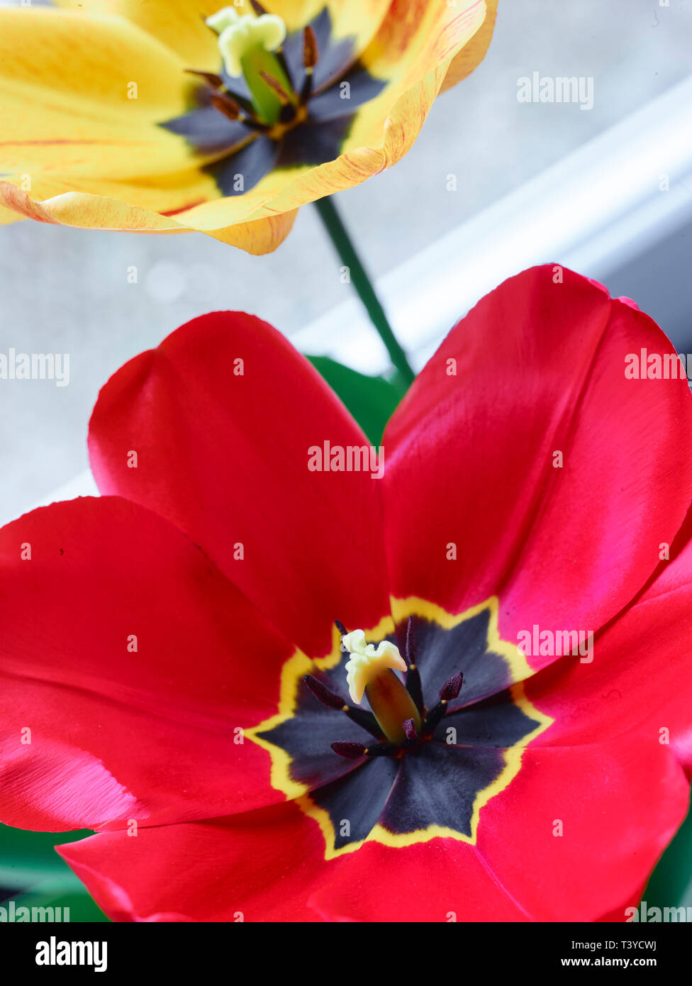 Tulip flower nature portrait Stock Photo - Alamy