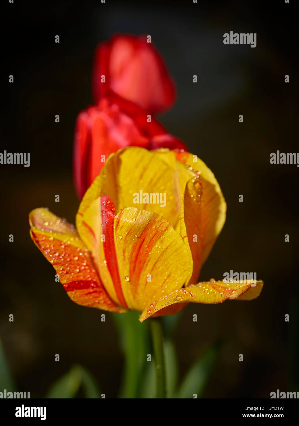 Sense tulips hi-res stock photography and images - Alamy