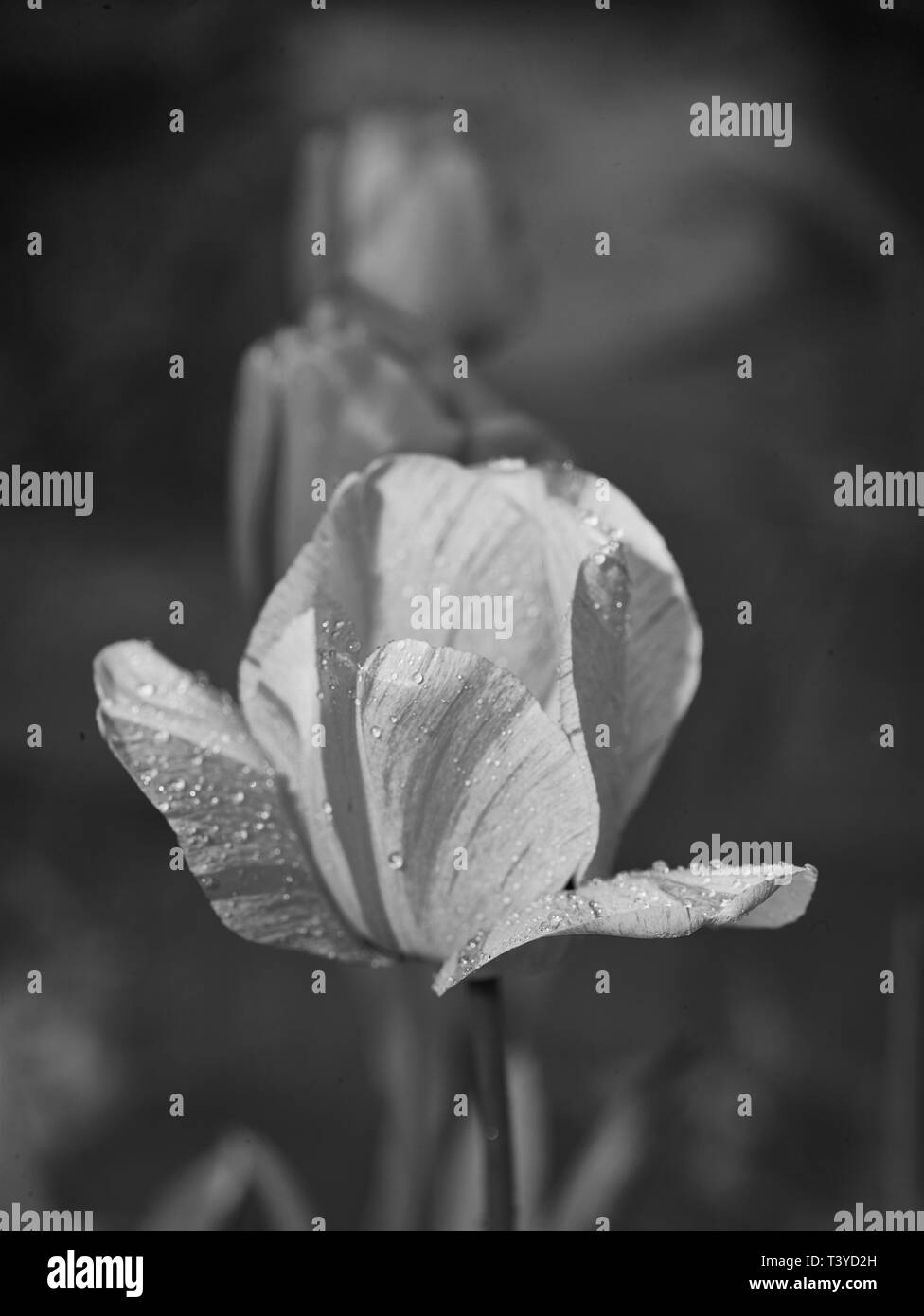Tulip flower nature portrait Stock Photo - Alamy