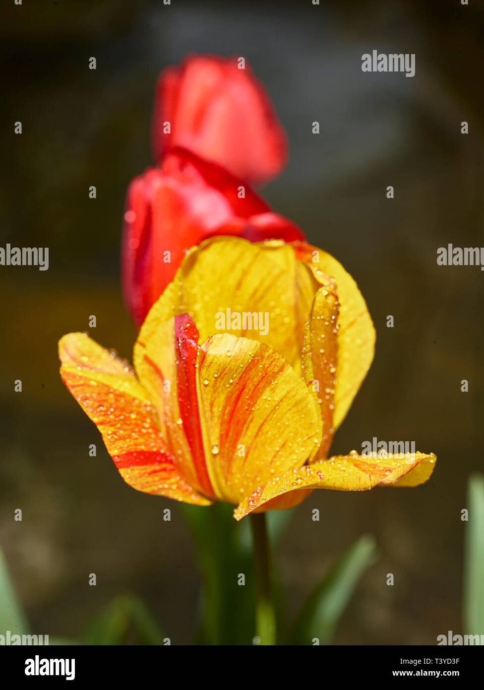Tulip flower nature portrait Stock Photo - Alamy