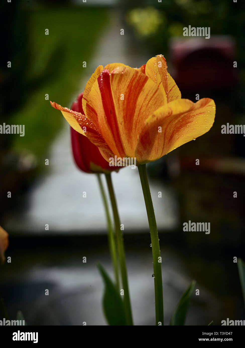 Tulip flower nature portrait Stock Photo - Alamy