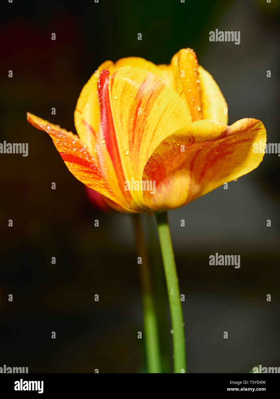 Tulip flower nature portrait Stock Photo - Alamy