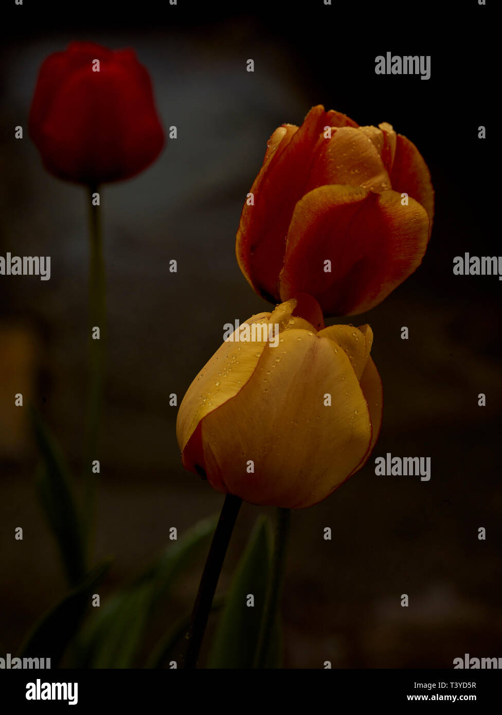 Tulip flower nature portrait Stock Photo - Alamy