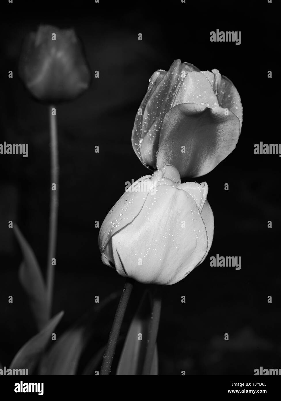 Tulip flower nature portrait Stock Photo - Alamy