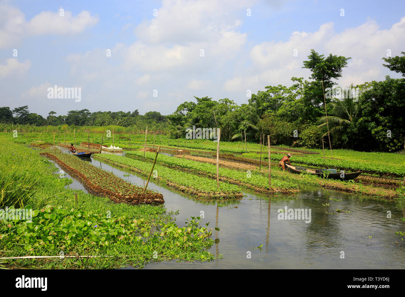 Floating farms in the coastal districts of Pirojpur have been ...